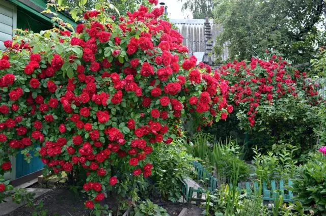 Climbing roses for the Moscow region: frost-resistant, shade-tolerant, yellow, varieties without thorns, reviews 8719_2