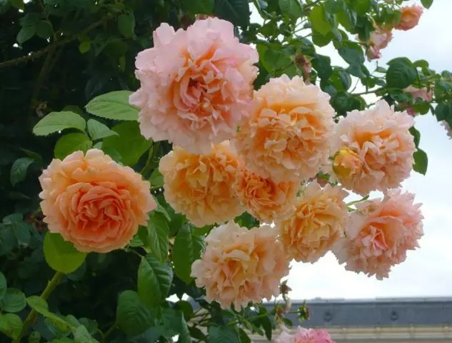 Climbing roses for the Moscow region: frost-resistant, shade-tolerant, yellow, varieties without thorns, reviews 8719_20