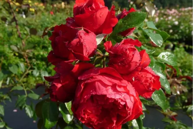 Climbing roses for the Moscow region: frost-resistant, shade-tolerant, yellow, varieties without thorns, reviews 8719_25