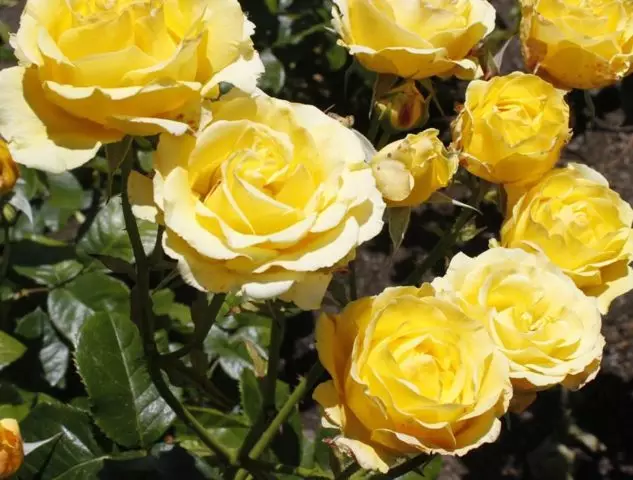 Climbing roses for the Moscow region: frost-resistant, shade-tolerant, yellow, varieties without thorns, reviews 8719_8