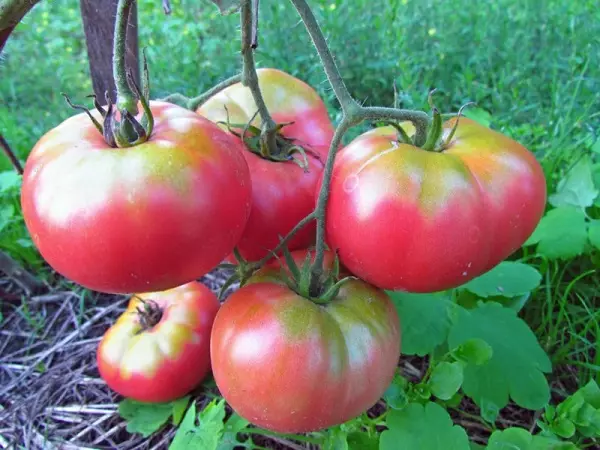 Tomato Mikado rozkolora: karakterizaĵoj kaj priskribo de la vario, recenzoj + fotoj