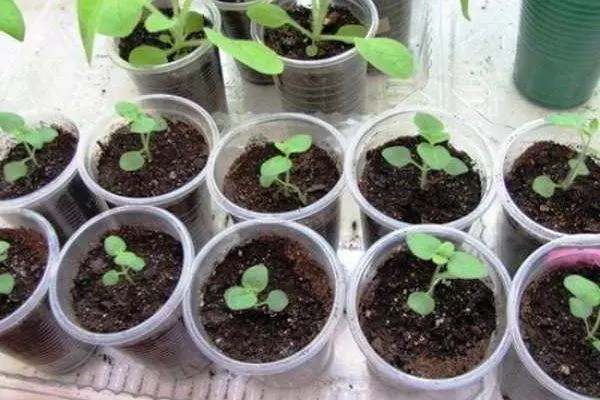 Mga seedling sa tinuig nga mga bulak 8730_21