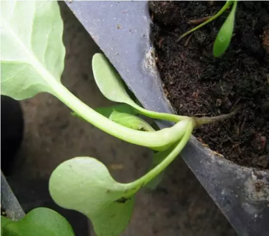 Kedu ihe kpatara na petunia seedlings ji ada wee nwụọ 8735_4