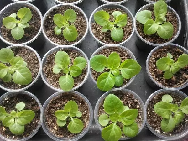 Vim li cas petunia seedlings poob thiab tuag 8735_5