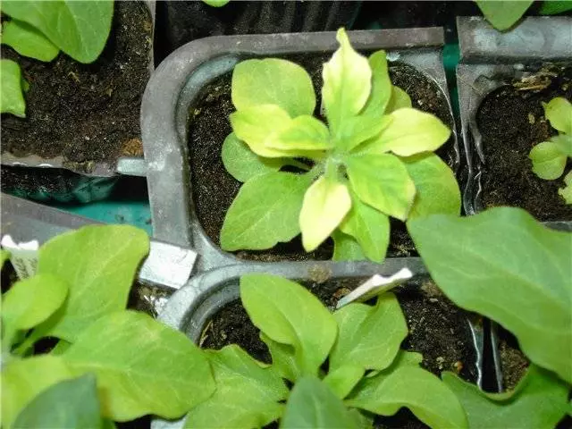 Kedu ihe kpatara na petunia seedlings ji ada wee nwụọ 8735_6