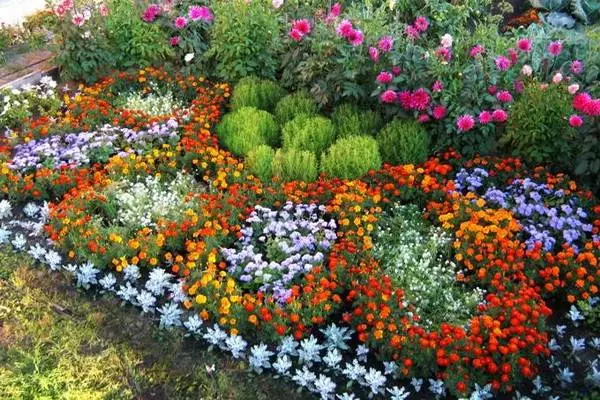 Las flores anuales para el jardín son de floración prolongada sin pretensiones. 8736_1