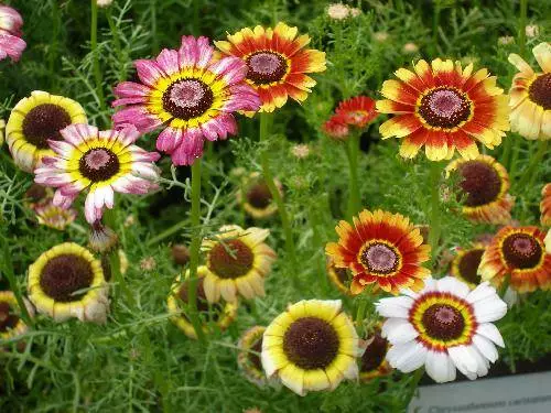 Årlige blomster til haven er uhøjtidelige længe blomstrende 8736_12