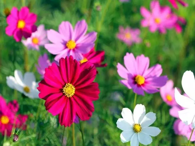 Las flores anuales para el jardín son de floración prolongada sin pretensiones. 8736_13