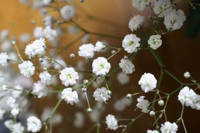 Årlige blomster til haven er uhøjtidelige længe blomstrende 8736_31