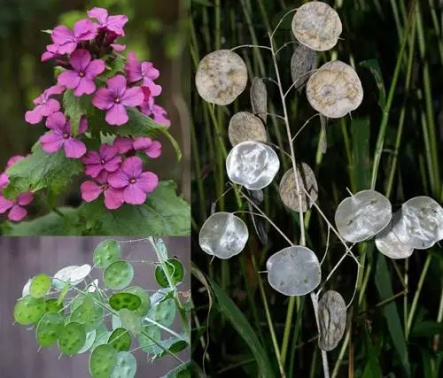 Las flores anuales para el jardín son de floración prolongada sin pretensiones. 8736_32