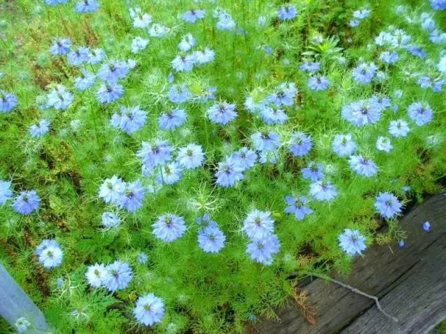 庭の一年生の花は気取らない長く咲いています 8736_33