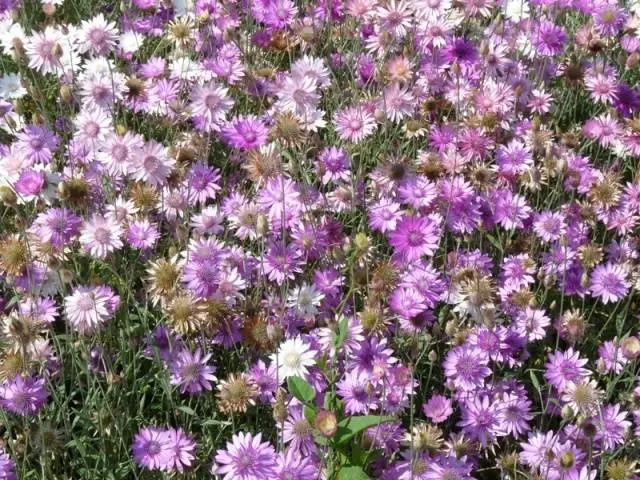 庭の一年生の花は気取らない長く咲いています 8736_34