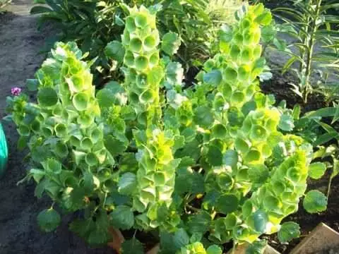 庭の一年生の花は気取らない長く咲いています 8736_36