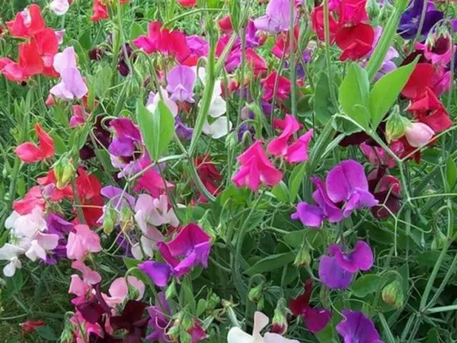 庭の一年生の花は気取らない長く咲いています 8736_37