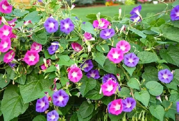 Las flores anuales para el jardín son de floración prolongada sin pretensiones. 8736_38