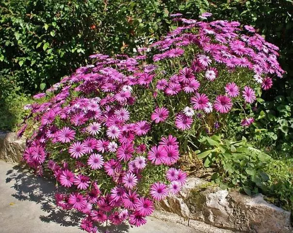 Las flores anuales para el jardín son de floración prolongada sin pretensiones. 8736_41