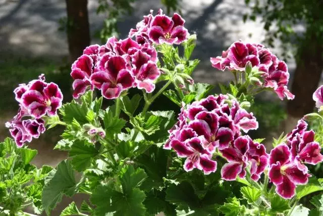 Las flores anuales para el jardín son de floración prolongada sin pretensiones. 8736_47