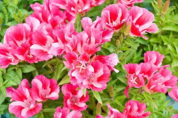 Las flores anuales para el jardín son de floración prolongada sin pretensiones. 8736_49