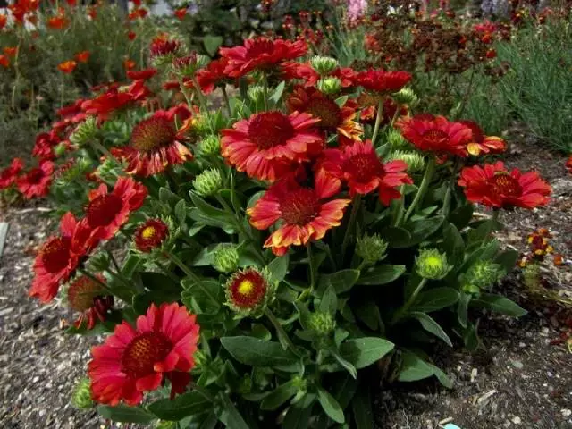 Las flores anuales para el jardín son de floración prolongada sin pretensiones. 8736_50