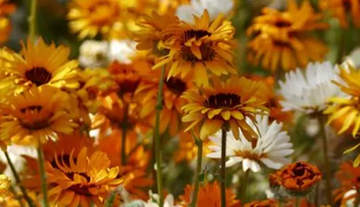 庭の一年生の花は気取らない長く咲いています 8736_52