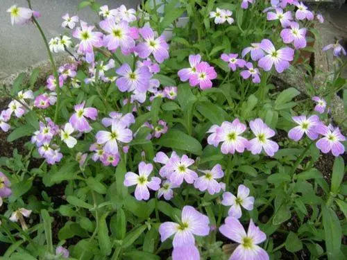 Årlige blomster til haven er uhøjtidelige længe blomstrende 8736_6