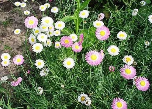 庭の一年生の花は気取らない長く咲いています 8736_61