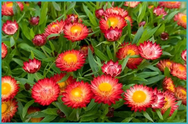 Las flores anuales para el jardín son de floración prolongada sin pretensiones. 8736_62