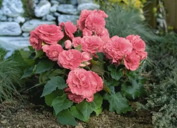 Las flores anuales para el jardín son de floración prolongada sin pretensiones. 8736_78