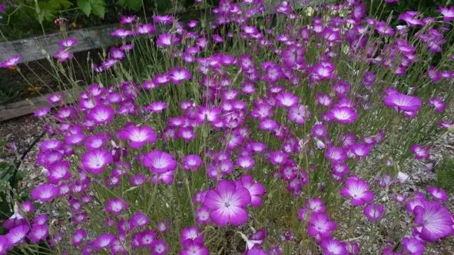 庭の一年生の花は気取らない長く咲いています 8736_9