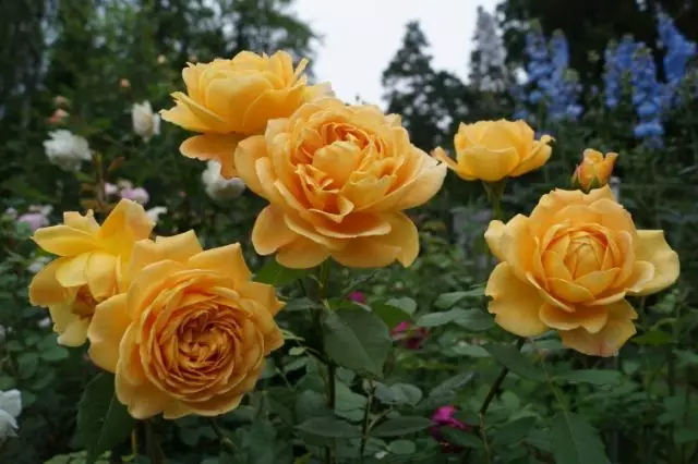 Rose Golden Celebration: priskribo de la angla parka vario, karakterizaĵoj, kiel kreski en Siberio 8756_3