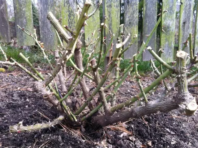 Wanneer om rose in die lente na 'n nuwe plek te plant: bepalings, reëls 8765_4