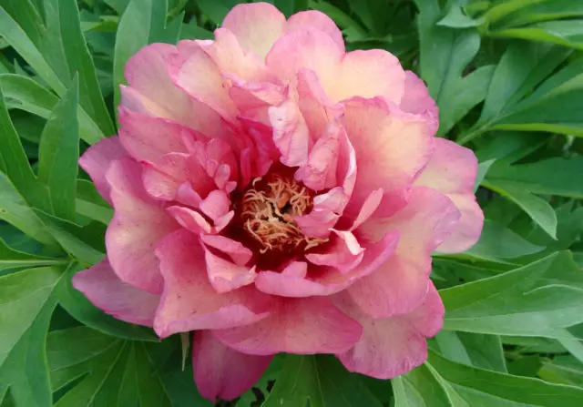 Peony Hillary (Hillary): beskrywing van ITO-baster, foto, plant en versorging 8780_1