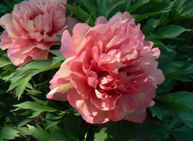 Peony Hillary (Hillary): beskrywing van ITO-baster, foto, plant en versorging 8780_2