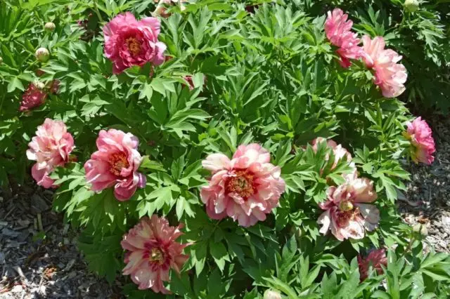 Peony Hillary (Hillary): ITO-gibrid, surat, ekmek we ideg 8780_3