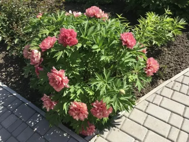 Peony Hillary (Hillary): beskrivning av ITO-hybrid, foto, plantering och vård 8780_4