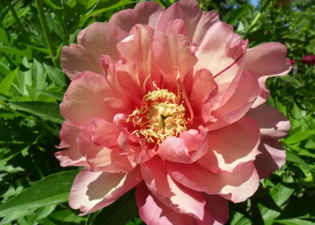 Peony Hillary (Hillary): ITO hibridoaren deskribapena, argazkia, landaketa eta zainketa 8780_6