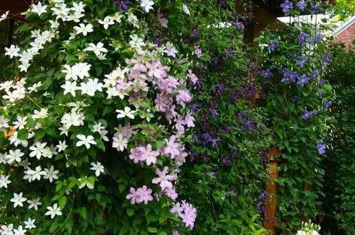 Clematis Hegley Hybrid (Hagley Hybrid): popis odrůdy, fotografie, recenze, prořezávací skupina 8787_2