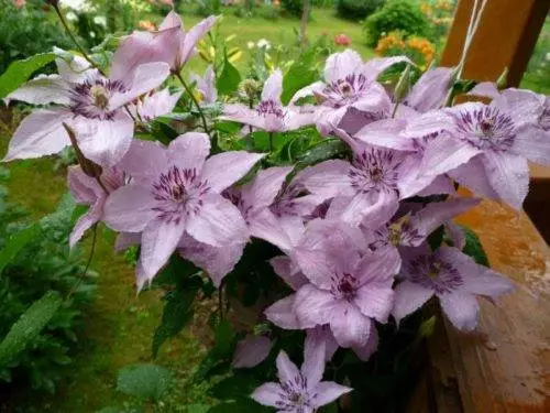 Clematis Hegley Hybrid (Hagley Hybrid): сорттун сүрөттөлүшү, сүрөттөр, сын -пикирлер, кыркуу тобу 8787_6