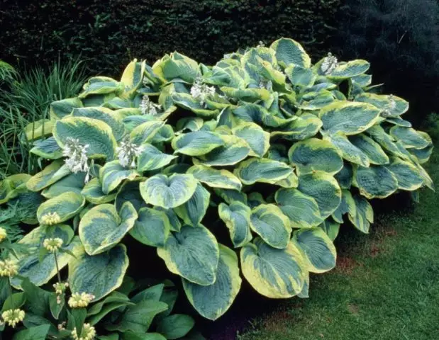 Hosta Frances Williams (Frances Williams): naék sareng angkat 8797_11