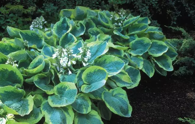 Hosta Frances Williams (Frances Williams): naék sareng angkat 8797_20