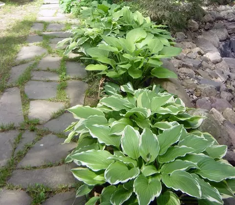 Hosta Frances Williams (Frances Williams): ขึ้นเครื่อง 8797_6