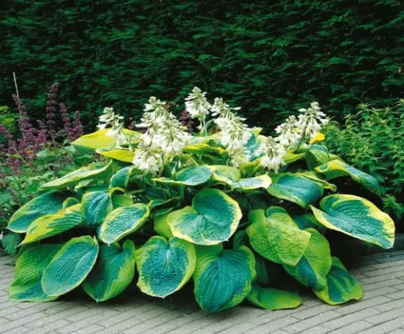 Hosta Frances Williams (Frances Williams): ขึ้นเครื่อง 8797_8