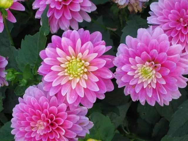 Dahlia Galleri: Kantisto, Leonardo, Secesio, Monet kaj aliaj varioj + foto 8809_7