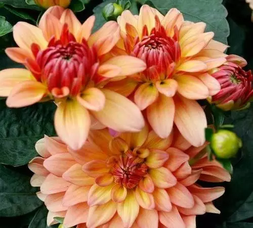 Dahlia Galleri: Kantisto, Leonardo, Secesio, Monet kaj aliaj varioj + foto 8809_8