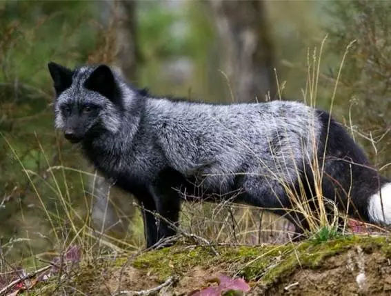 Králičí plemena s obrázky a jmény 8828_12