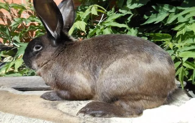 Králičí plemena s obrázky a jmény 8828_8