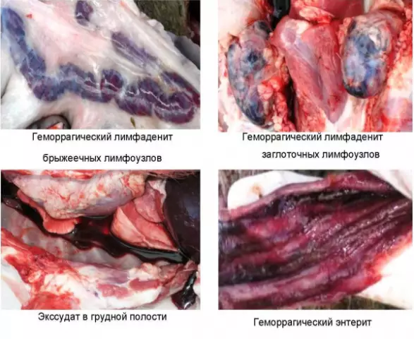 Afrikako txerri sukarra: gaixotasunaren zantzuak + argazkia 8830_18