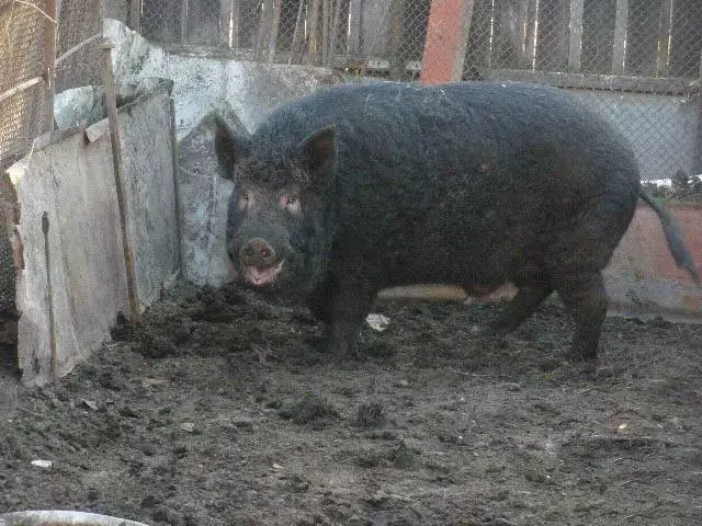 Raza porcina Karmaly: comentarios, características, fotos 8839_1