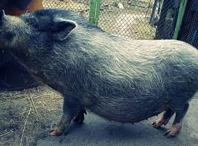 Raza porcina Karmaly: comentarios, características, fotos 8839_2