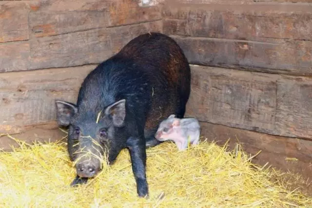 Raza porcina Karmaly: comentarios, características, fotos 8839_3